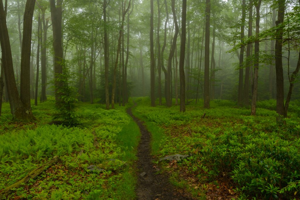 Fayette County offered natural, open spaces for visitors during ...